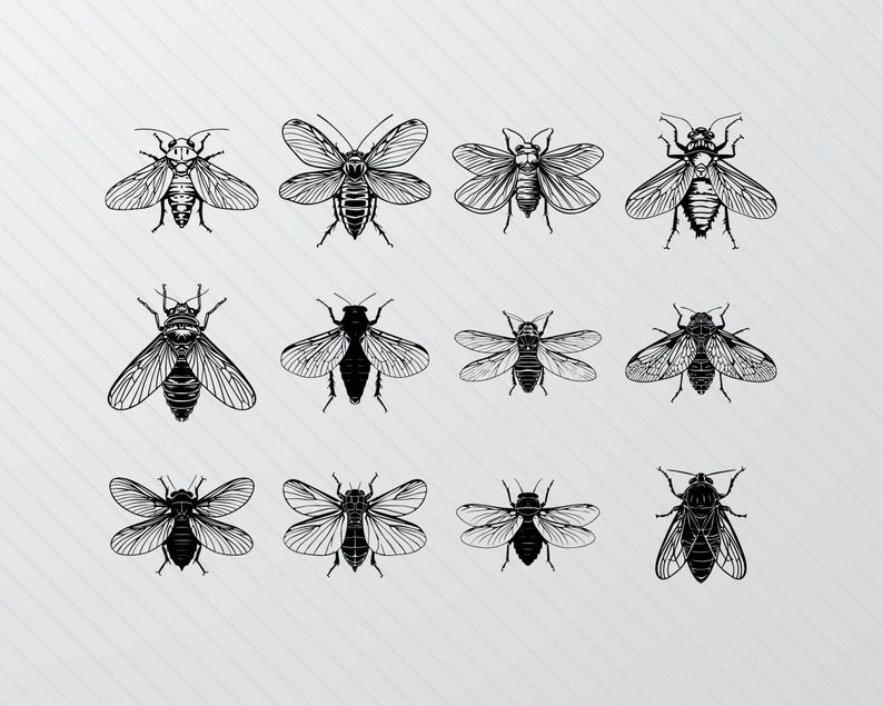 Cicada Silhouette SVG Bundle: Insect Clipart, Decal Vector (digital ...