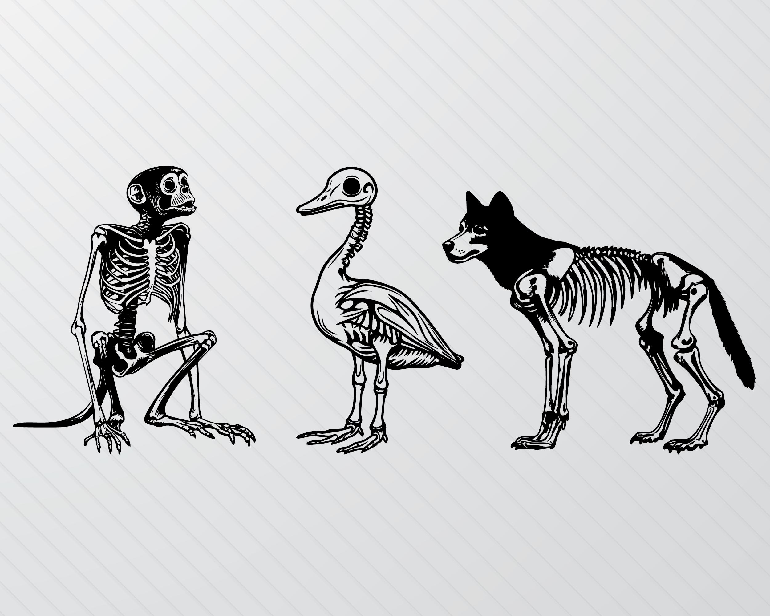 Animal Skeleton Svg Bundle, Skeleton Silhouette Png, Skeleton Design ...