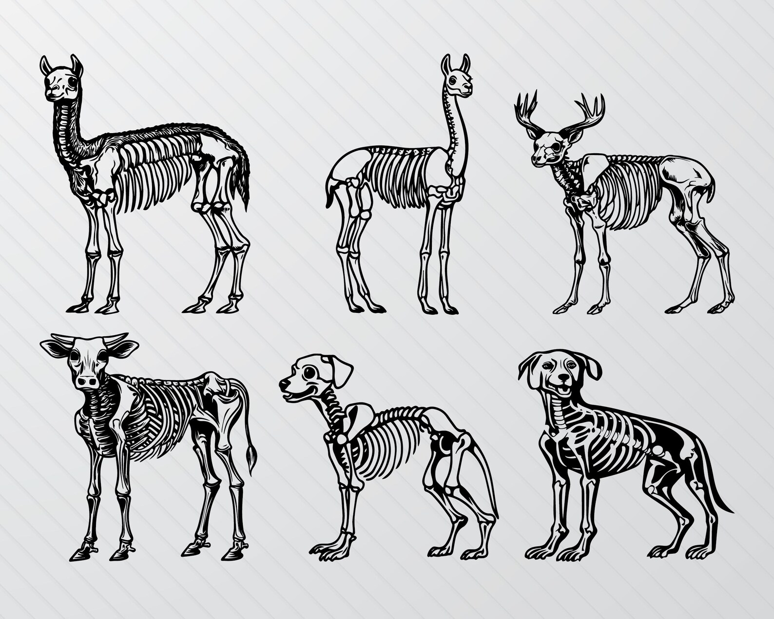 Animal Skeleton SVG Bundle: Silhouette Clipart Decal (digital Download ...