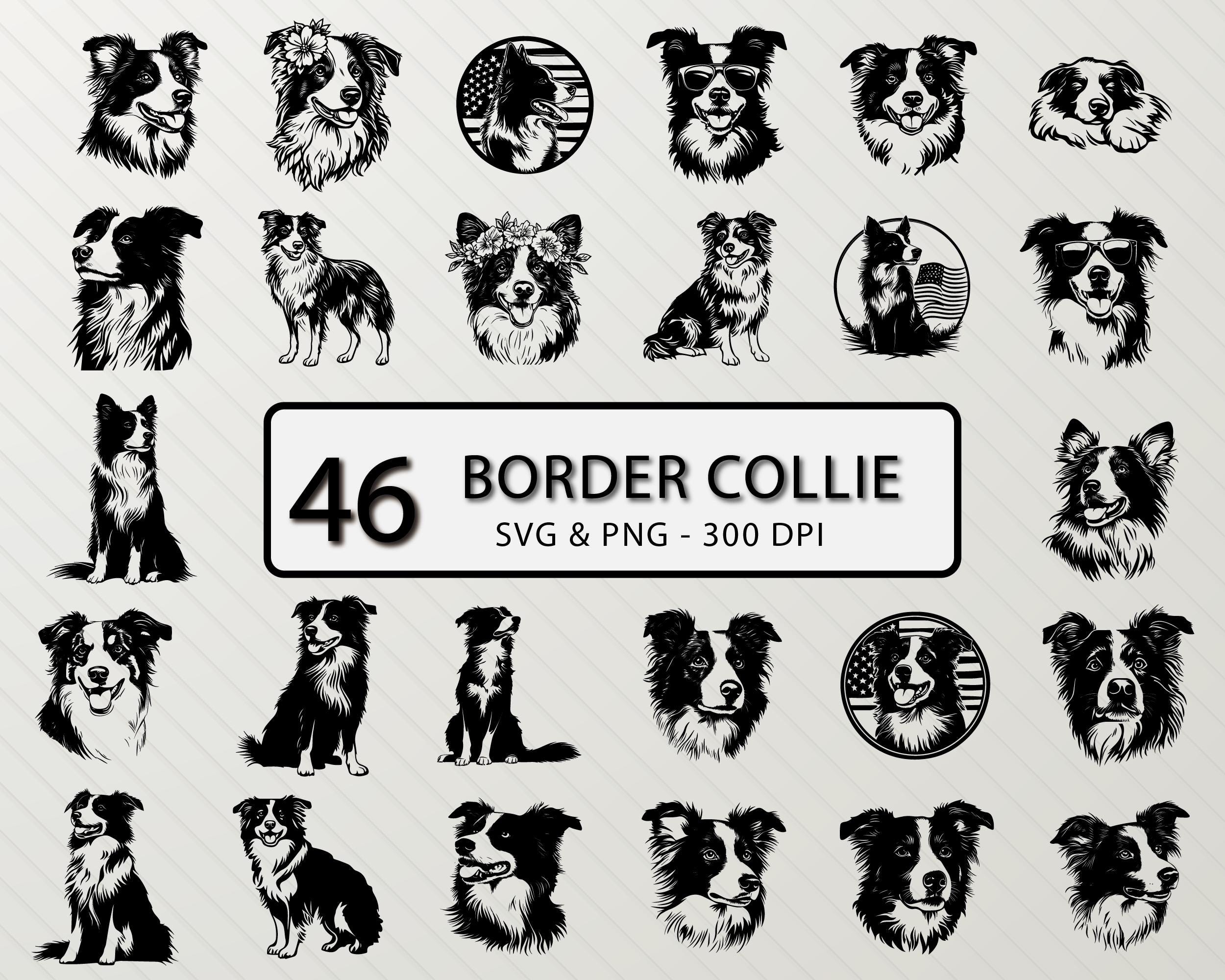 Border Collie Svg Silhouette, Border Collie Svg Bundle, Cute Dog Png ...