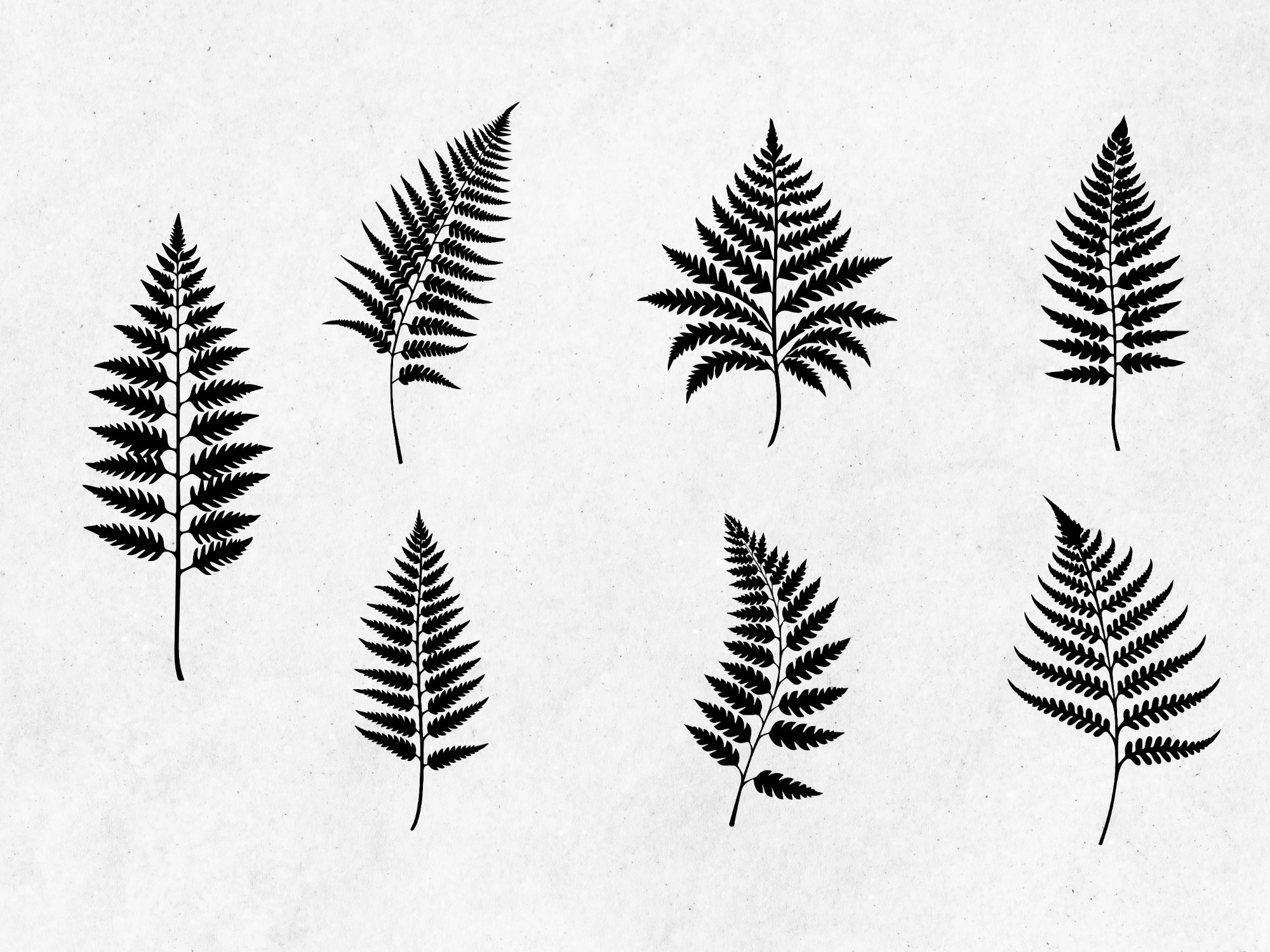 Ferns Svg Bundle, Fern Leaf Silhouette, Fern Leaves Clipart Png, Fern ...