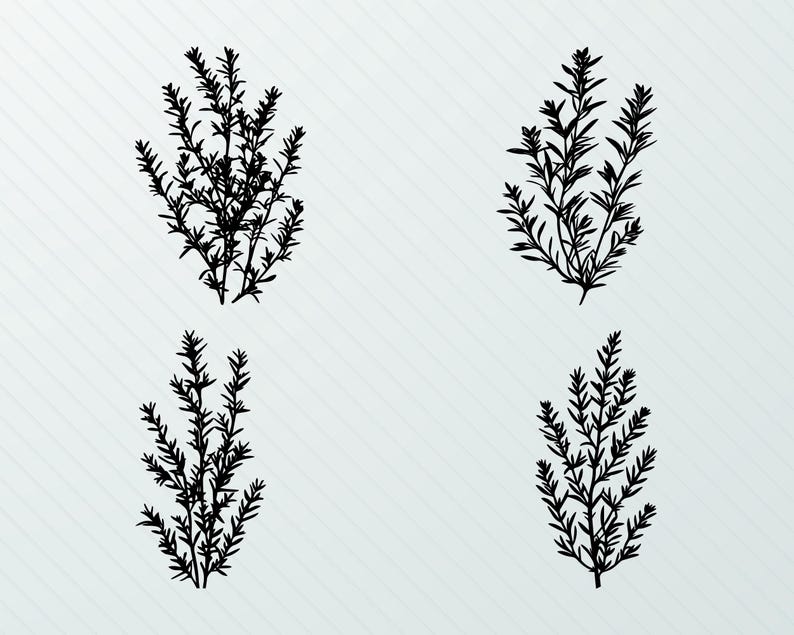 Rosemary PNG, Rosemary SVG, Rosemary Silhouette, Rosemary Clipart ...