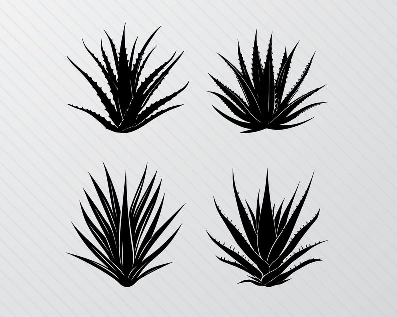 Aloe Vera Silhouette Vector, Aloe Vera Svg Bundle, Aloe Vera Clipart ...