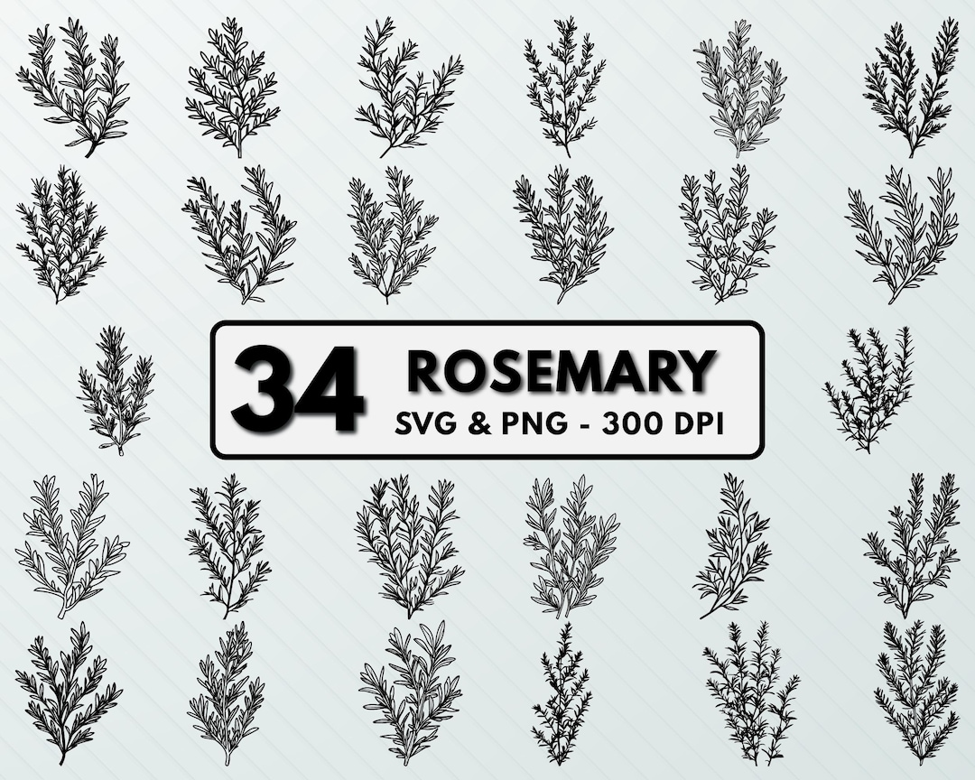 Rosemary PNG, Rosemary SVG, Rosemary Silhouette, Rosemary Clipart ...