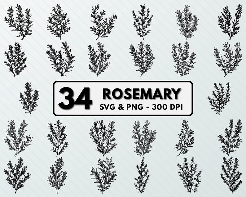 Rosemary PNG, Rosemary SVG, Rosemary Silhouette, Rosemary Clipart ...