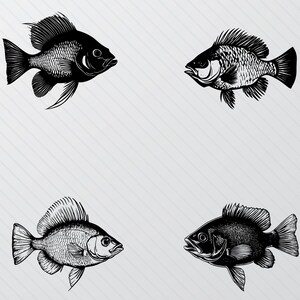 Bluegill Svg Bundle, Bluegill Fish Silhouette, Bluegill Sunfish Decal ...