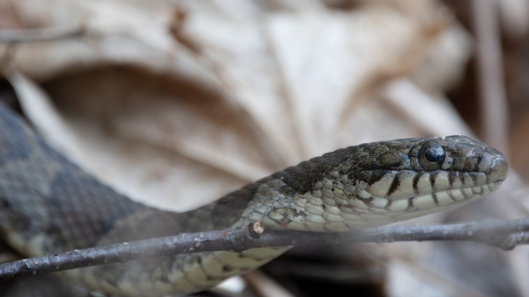 Water Snake Slithers by Digital Print - Etsy