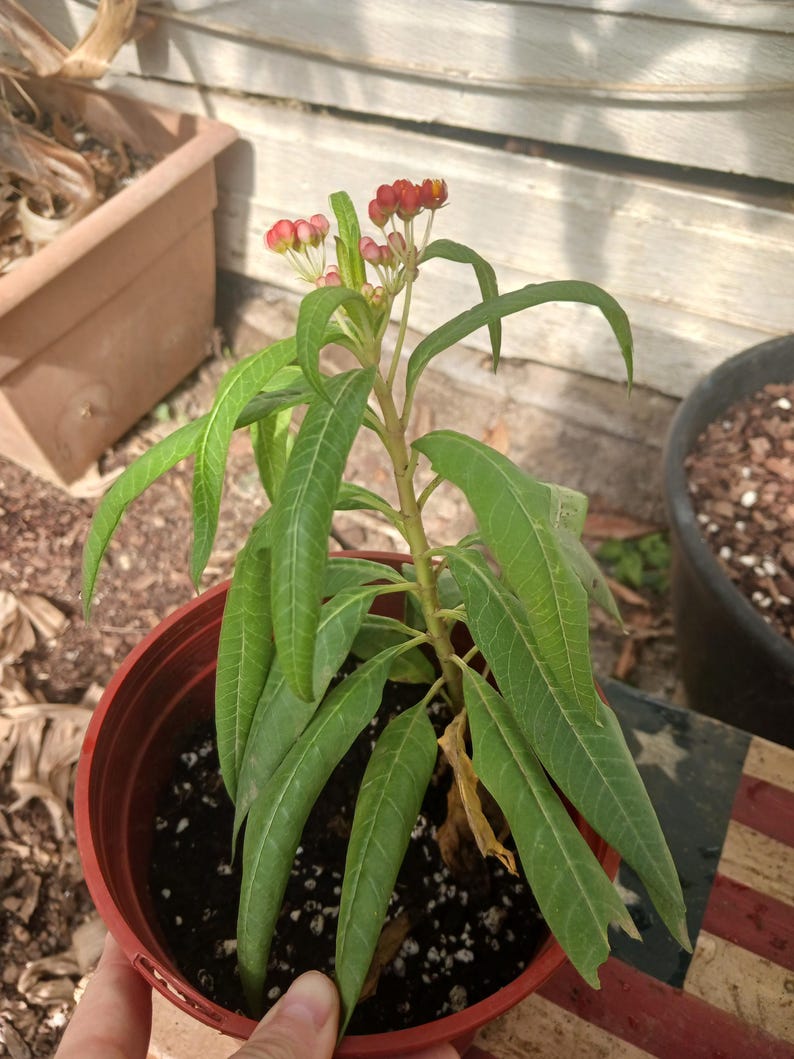Tropical Milkweed - Etsy