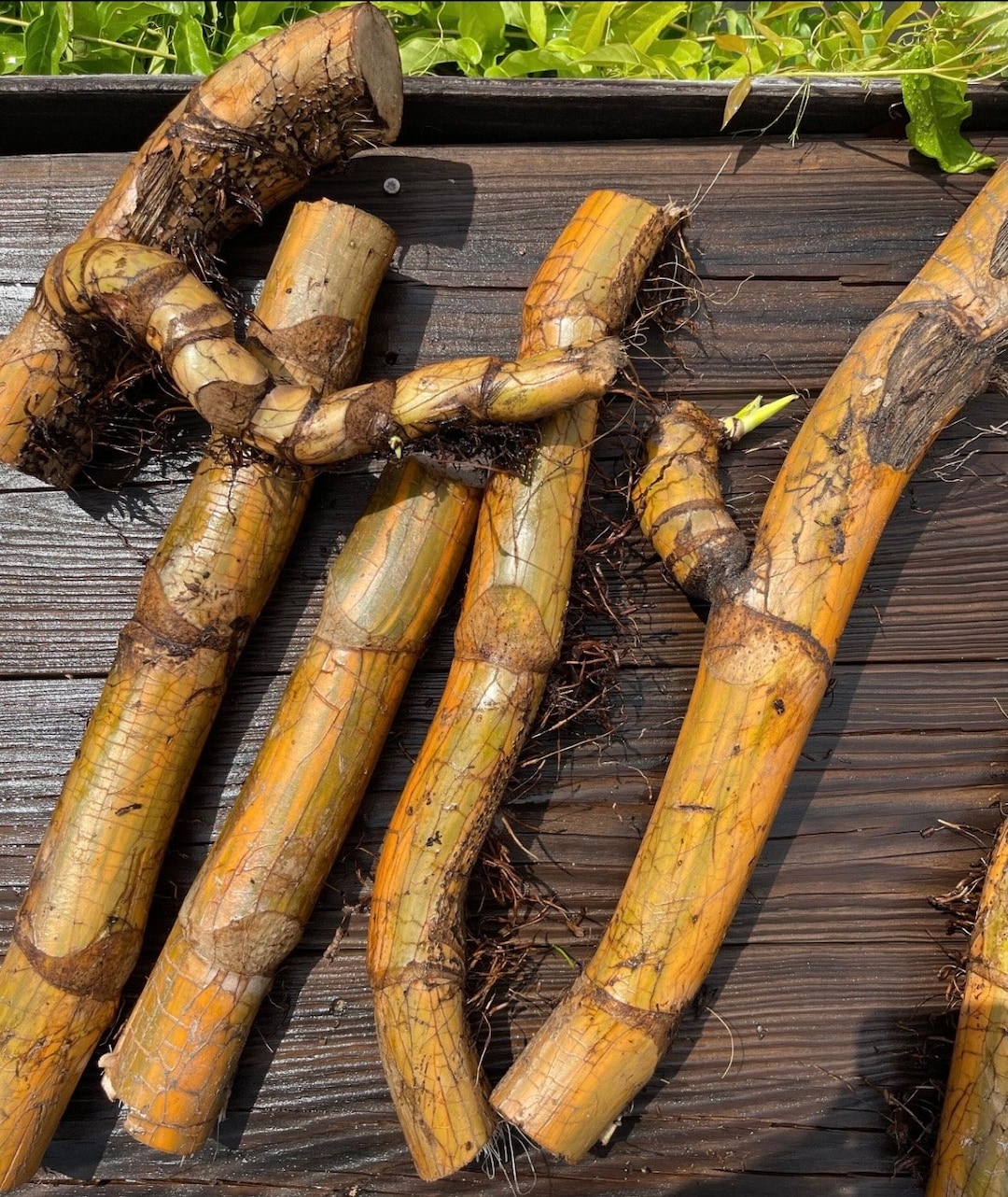 Fresh Harvested GIANT Variegated Golden Hawaiian POTHOS Nodes - Etsy