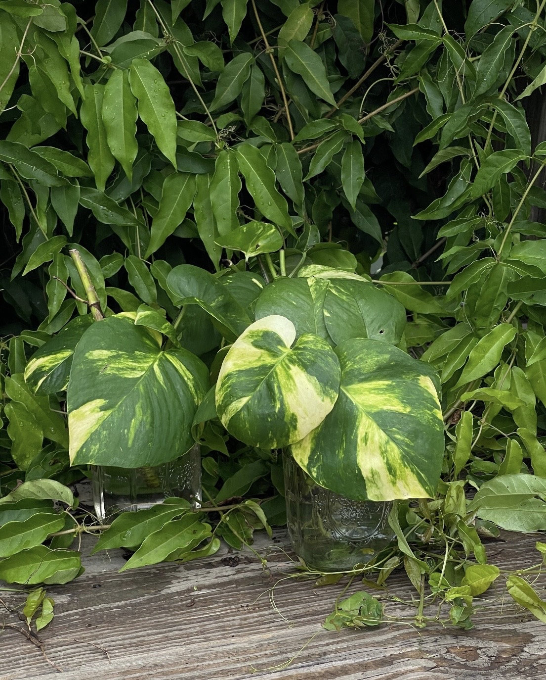 Hawaiian Pothos Leaf Cutting BUNDLE - Etsy