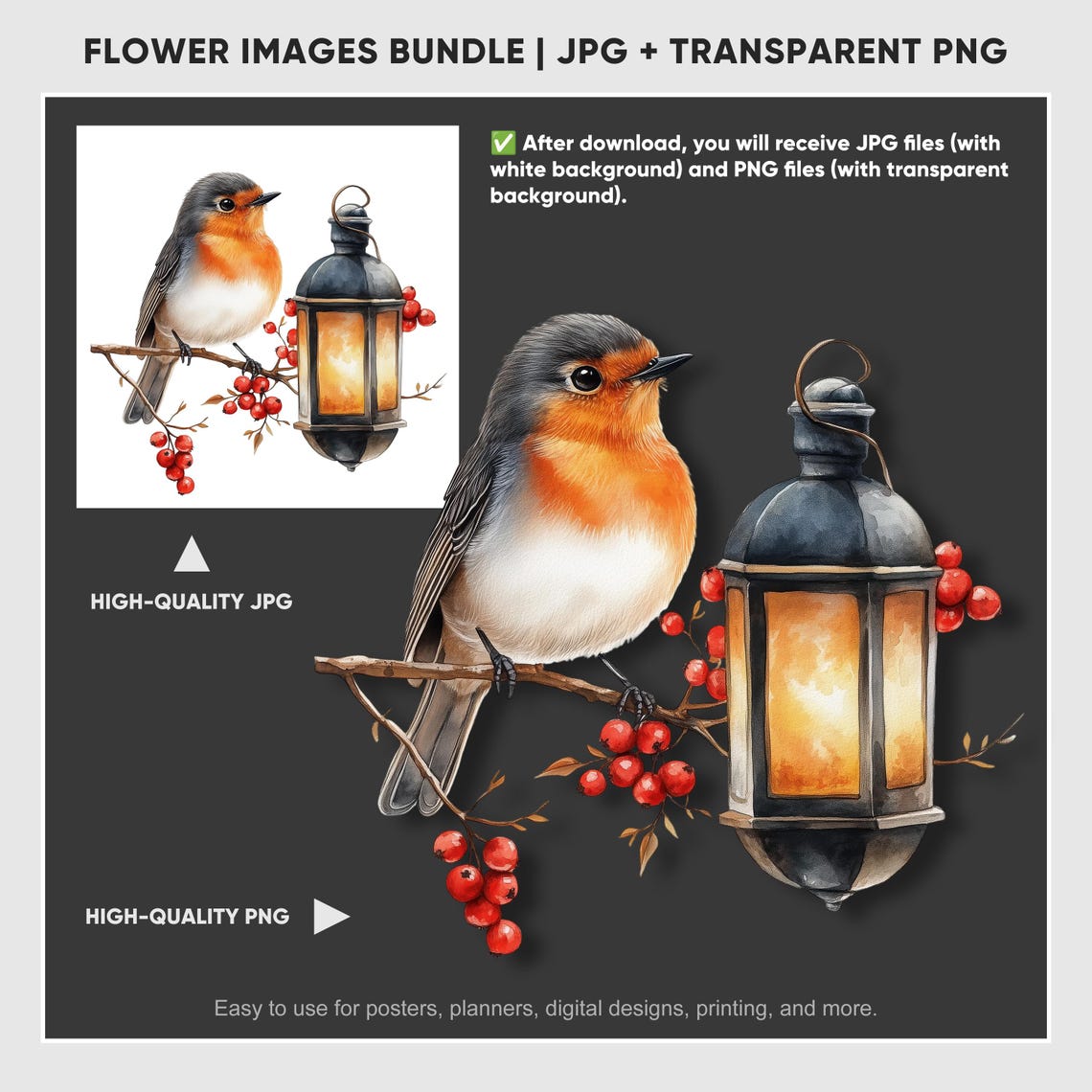 Watercolor Robin With Lantern Clipart: Christmas Bird Art (digital ...