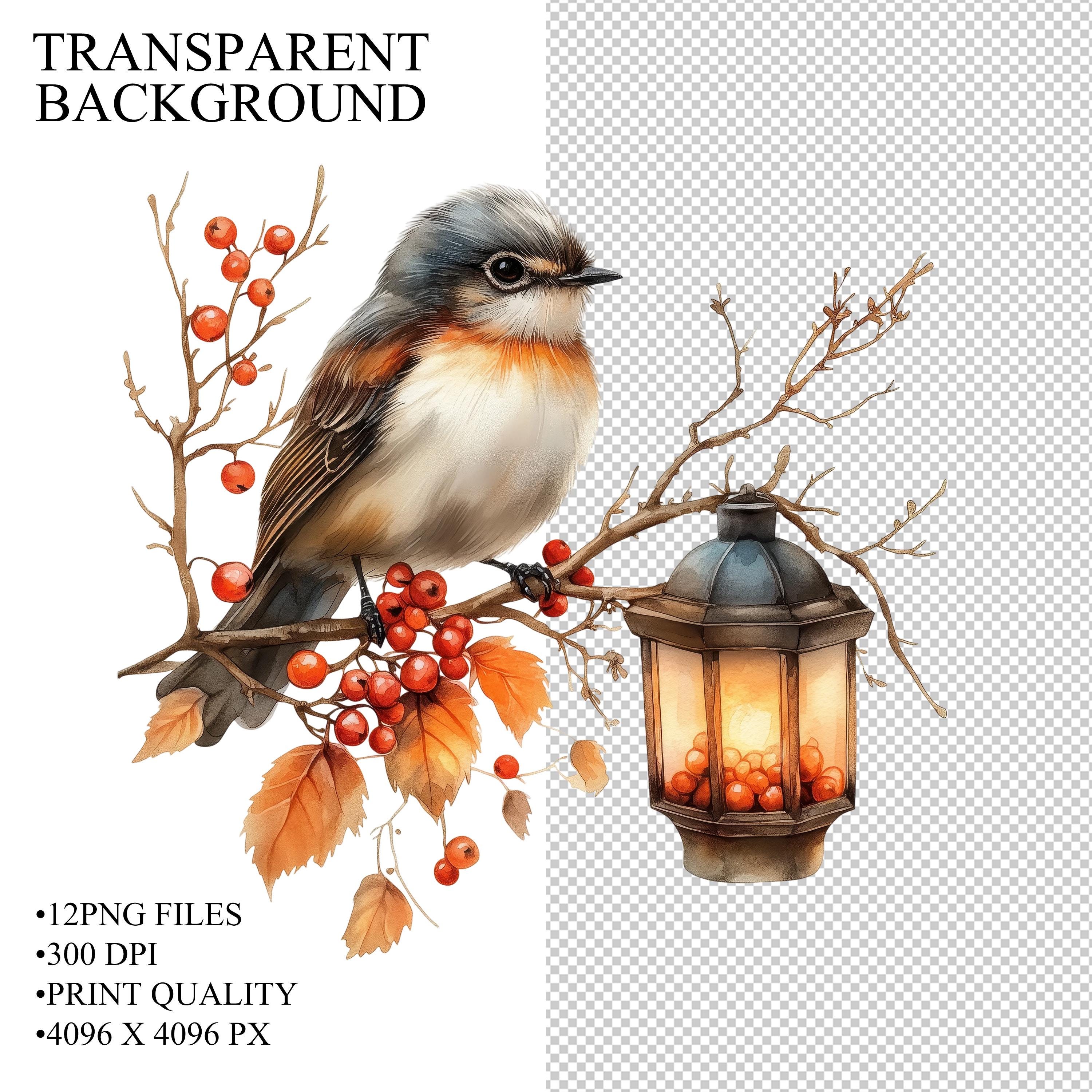 Watercolor Robin With Lantern Clipart: Christmas Bird Art (digital ...