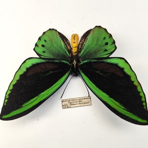 Butterfly Full Body - Ornithoptera Priamus Liornemanni Papilionidae ...
