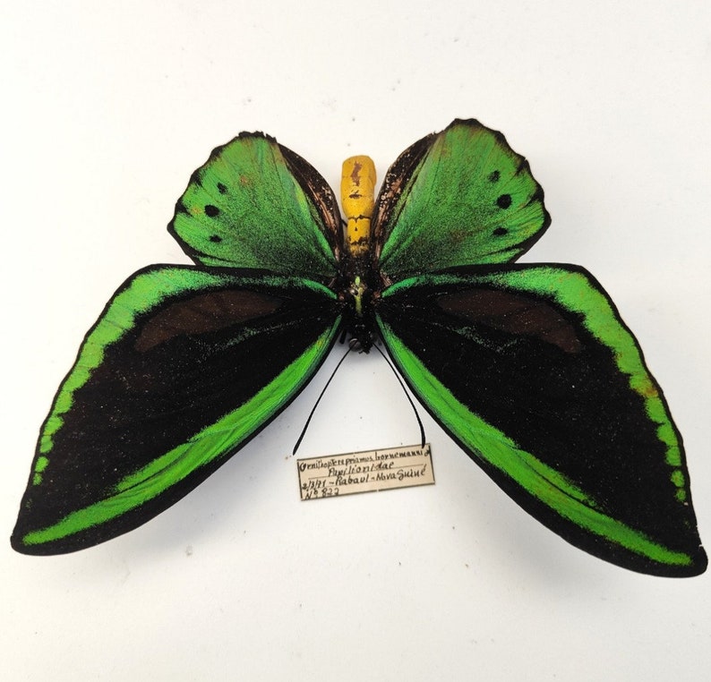 Butterfly Full Body - Ornithoptera Priamus Liornemanni Papilionidae ...