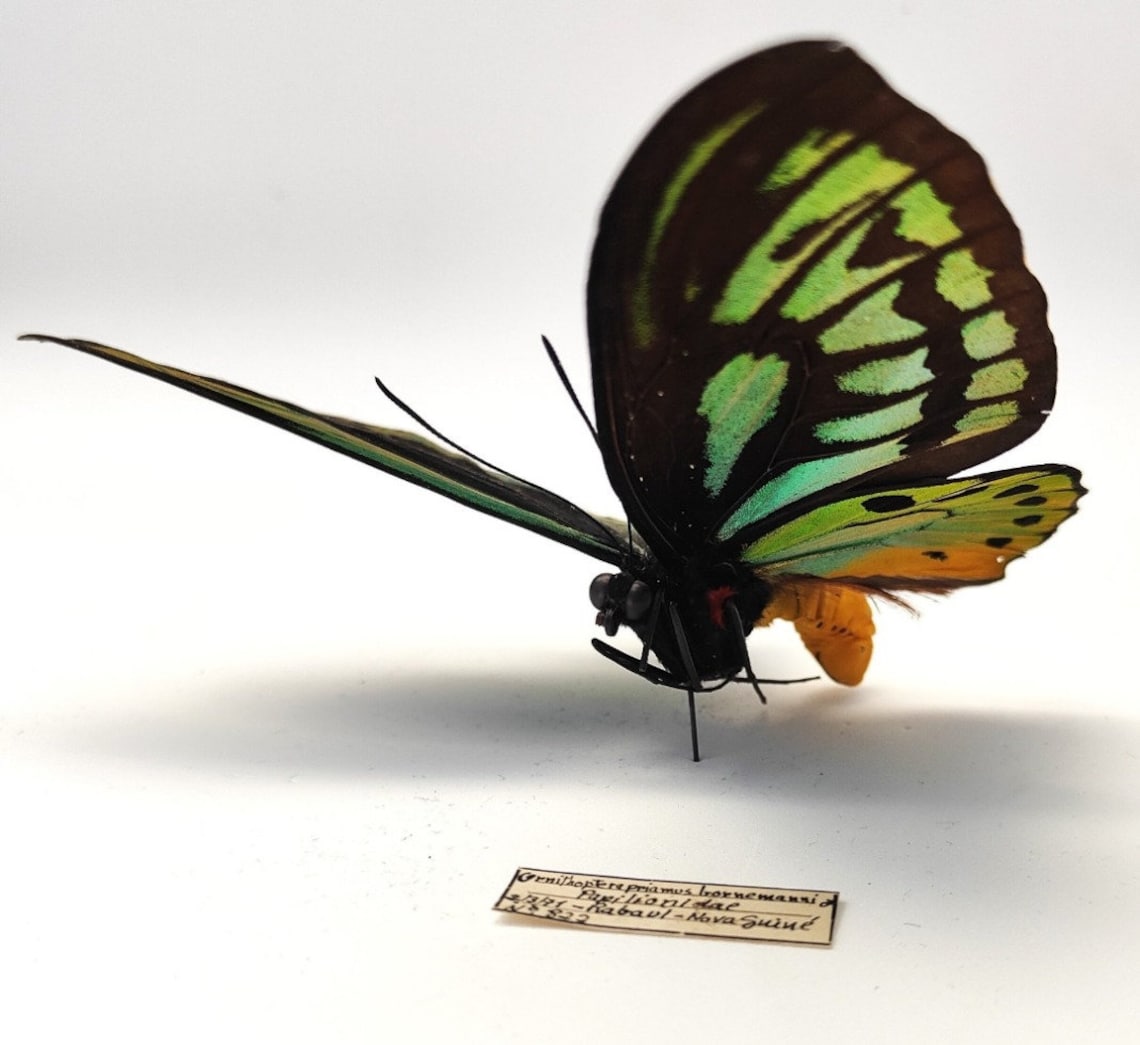 Butterfly Full Body Ornithoptera Priamus Liornemanni Papilionidae 13 Cm ...