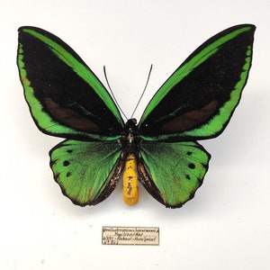 Butterfly Full Body - Ornithoptera Priamus Liornemanni Papilionidae ...