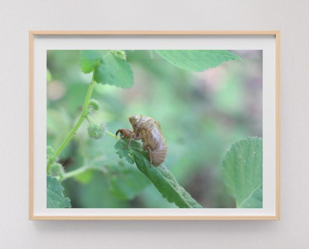 Locust, Cicada Shell Photo Print Wall Art, Digital Print, Background ...