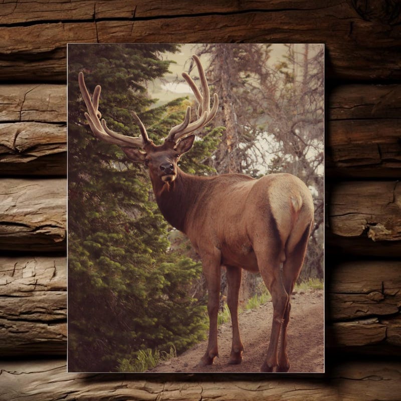 Elk Canvas Wall Art - Etsy