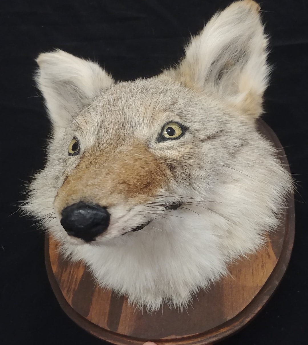TAXIDERMY COYOTE Animal Head Mount Pelt Hide Fur Skull Fox Bobcat - Etsy