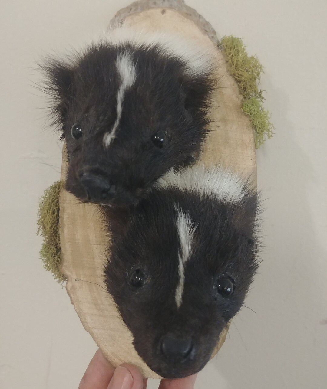 CUTE TAXIDERMY SKUNKS Wall Mount Pelt Hide Fur Skull Fox Rabbit Weasel ...