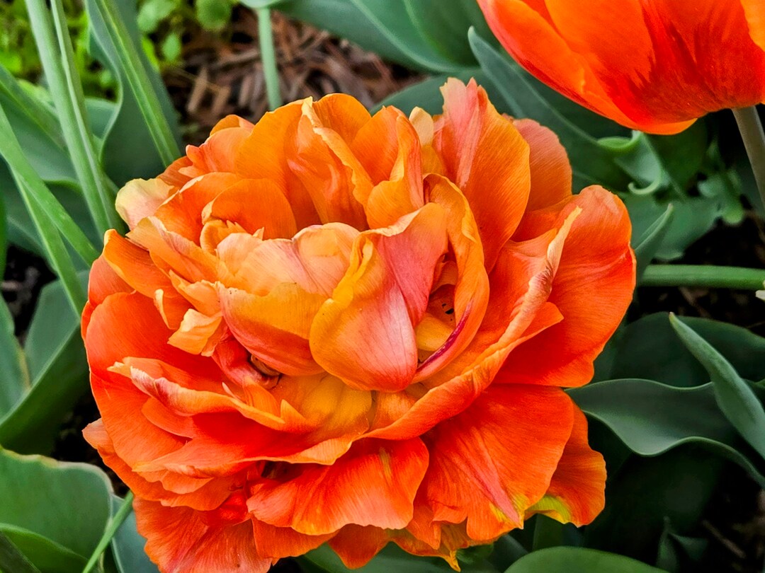Tulip Digital Print | Tulip | Flower Photo - Etsy