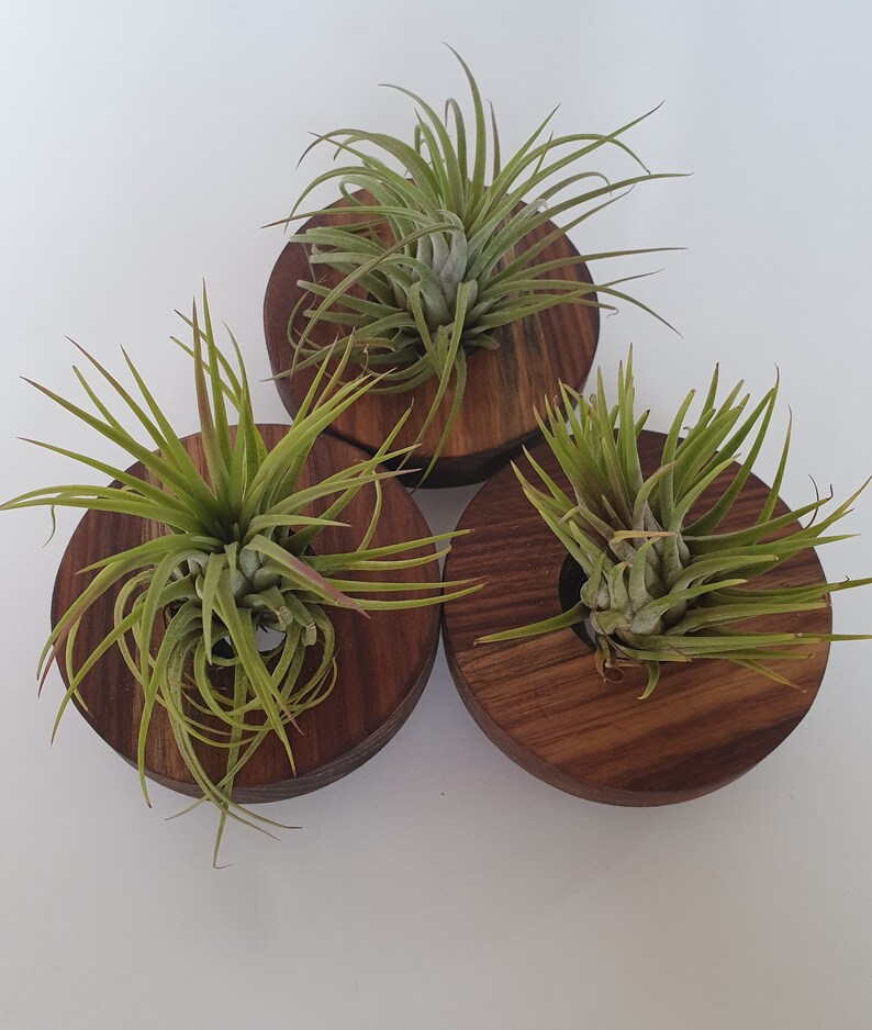 Walnut Modern Wood Air Plant Planter Holder - Etsy