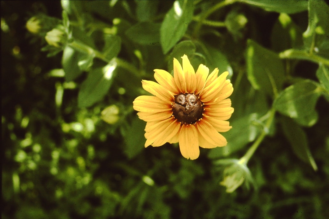 Laughing Flower - Etsy