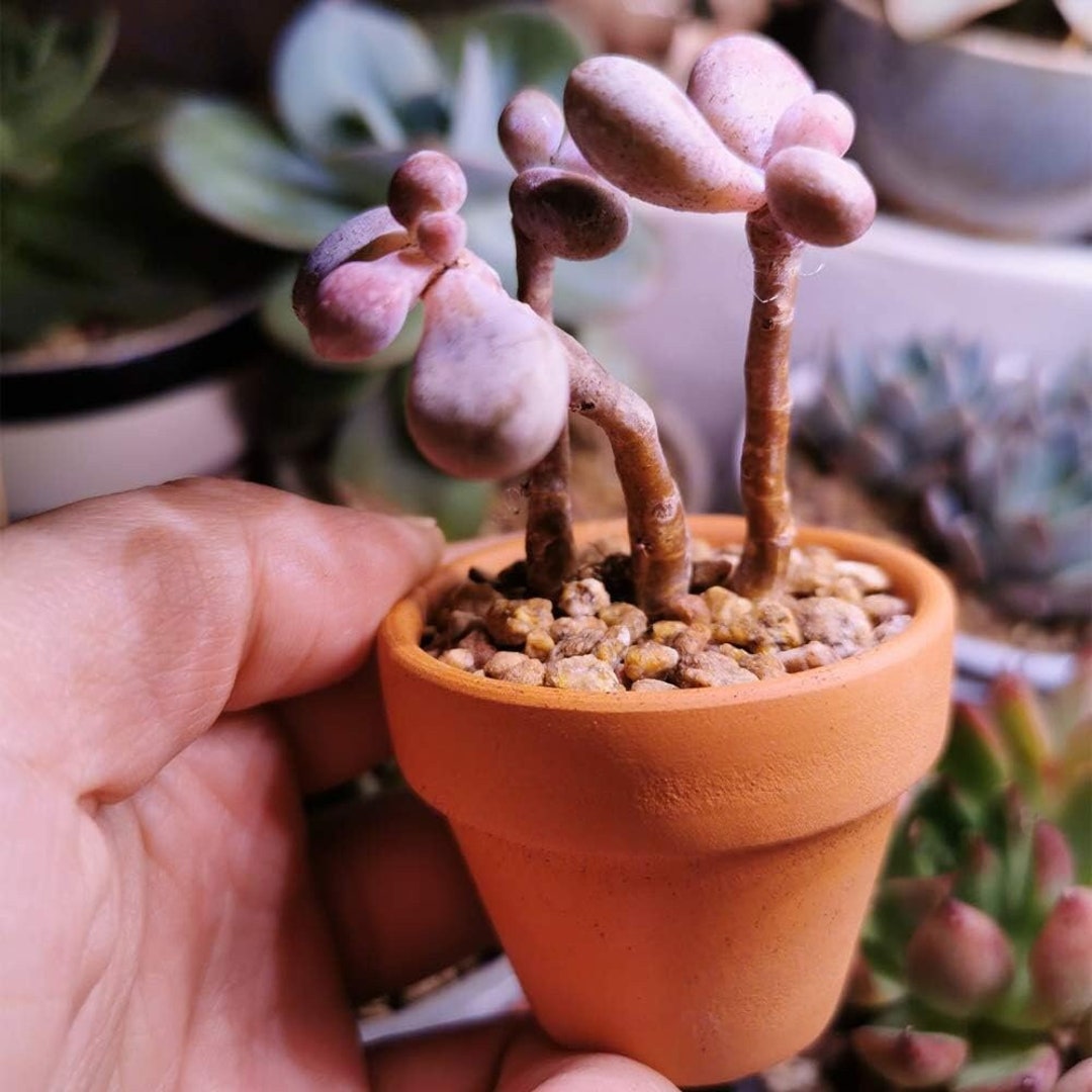 10 Pack 1.5 Inches Mini Clay Pots Mini Plant DIY Crafts Wedding Favors ...