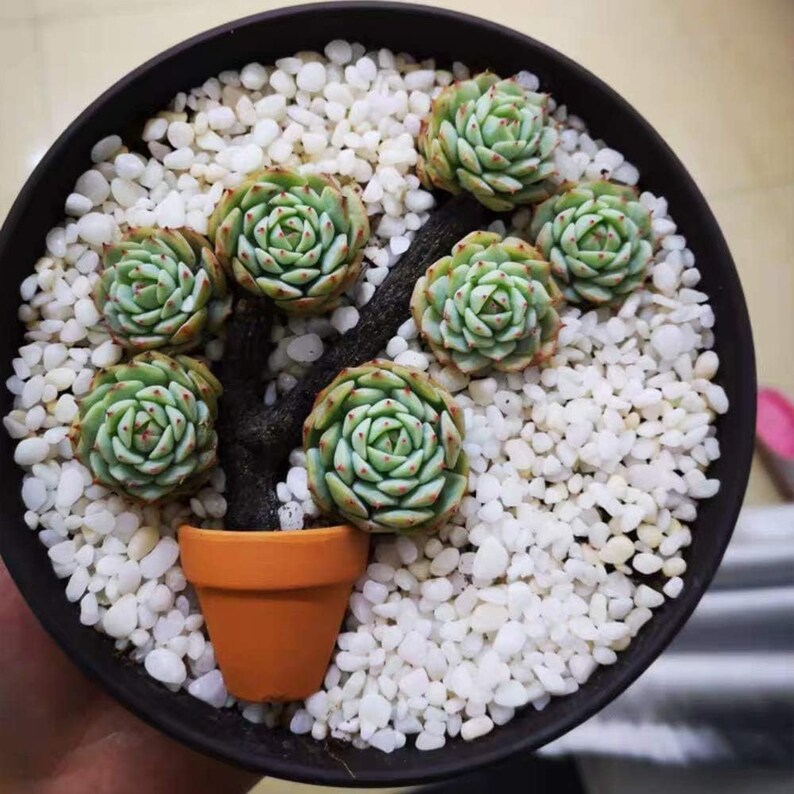 10 Pack 1.5 Inches Mini Clay Pots Mini Plant DIY Crafts Wedding Favors ...