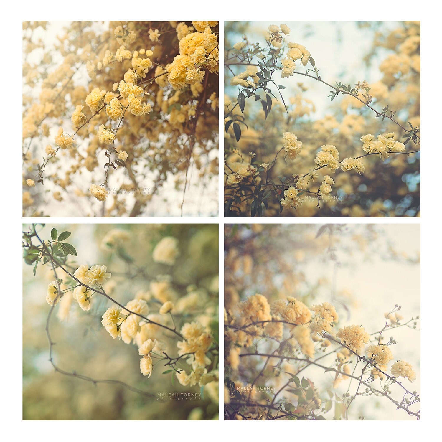 Yellow Flowers Photography, Cottage Chic Decor, Yellow Roses Photo ...