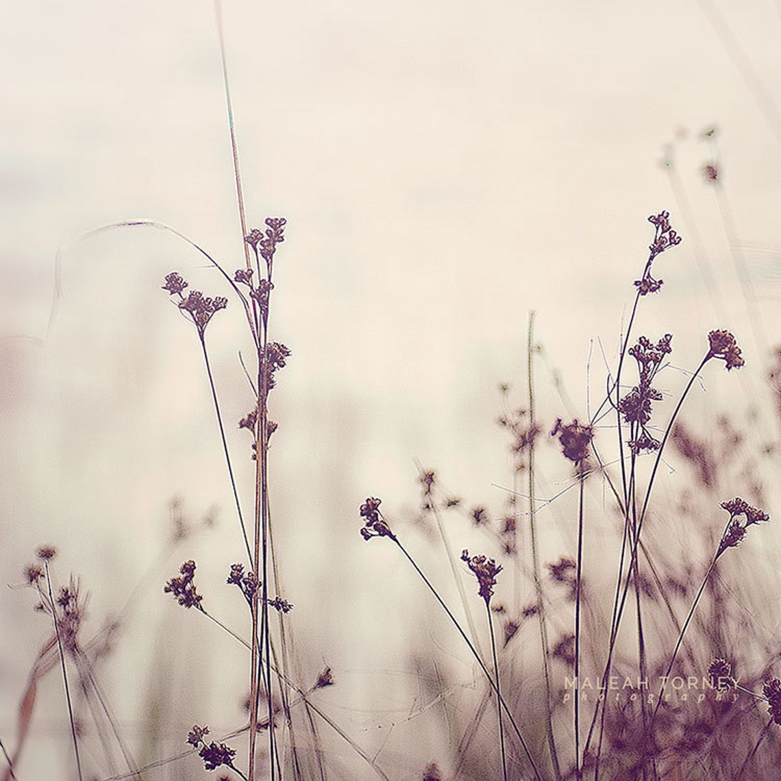 Beige Field Photograph, Neutral Nature Photography, Rustic Picture ...