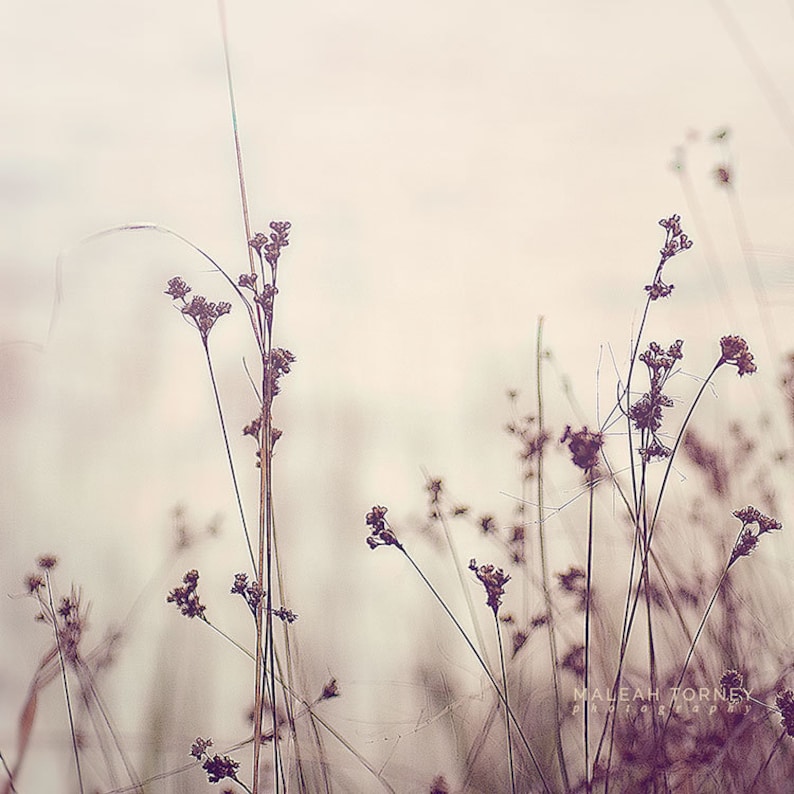 Beige Field Photograph, Neutral Nature Photography, Rustic Picture ...