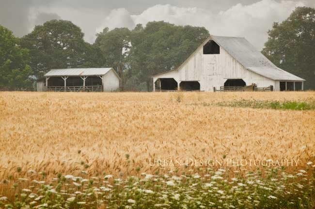 White Barn Photography, Gold, Wheat Fields, Country, Farm, Barn Picture ...