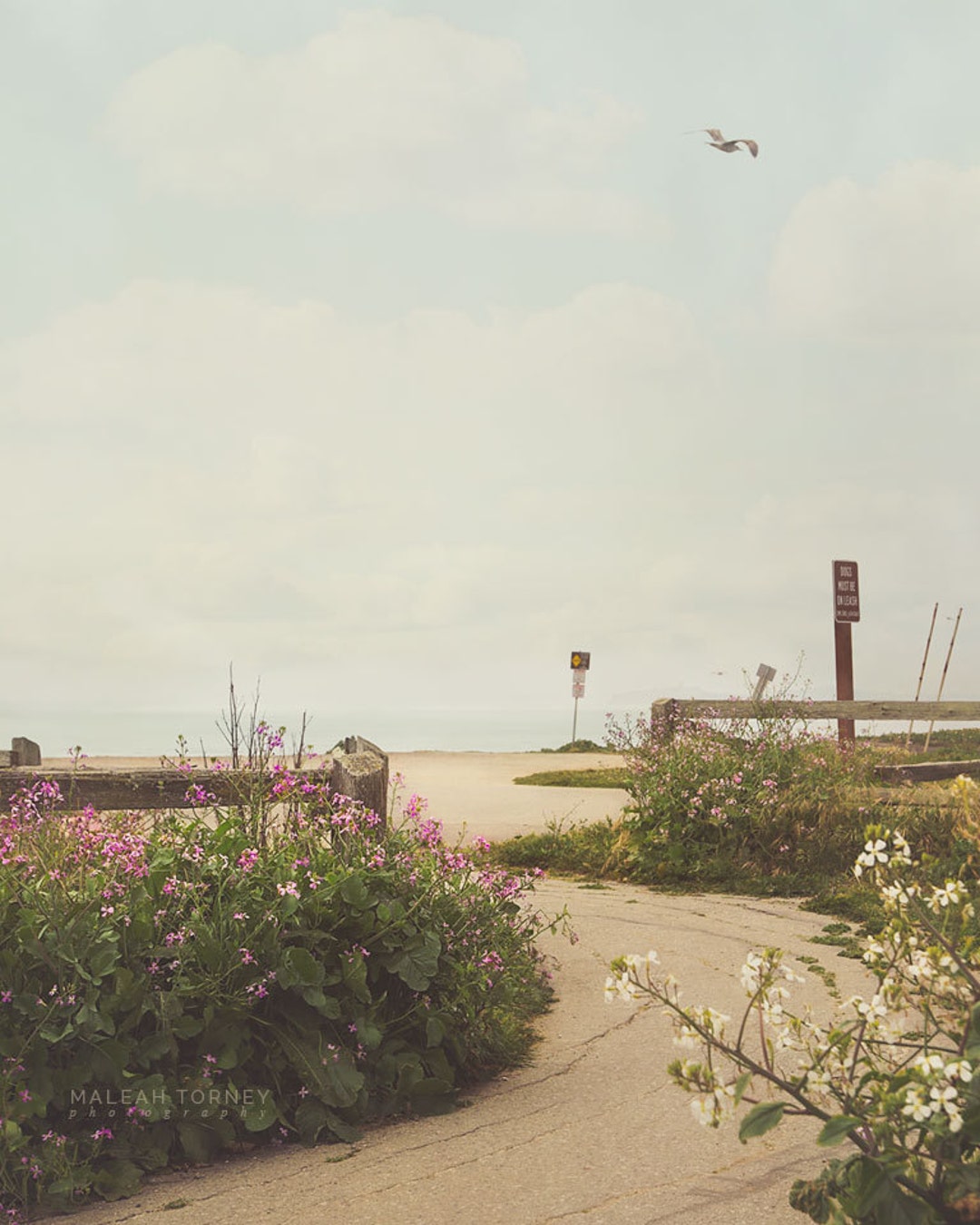 Beach Path Photography, Coastal Decor, Sandy Beach Art, Pink ...