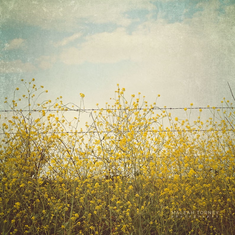 Nature Photography, Mustard Field, Yellow Wall Art Print, Wildflower ...