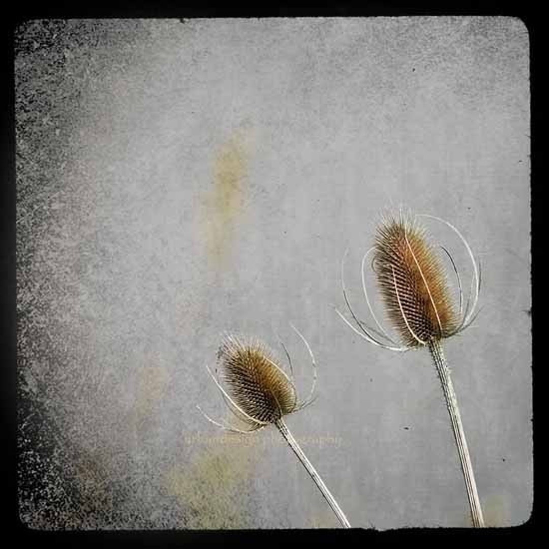 Thistle Nature Photography, Modern and Minimal Wall Art, Black, Gray ...