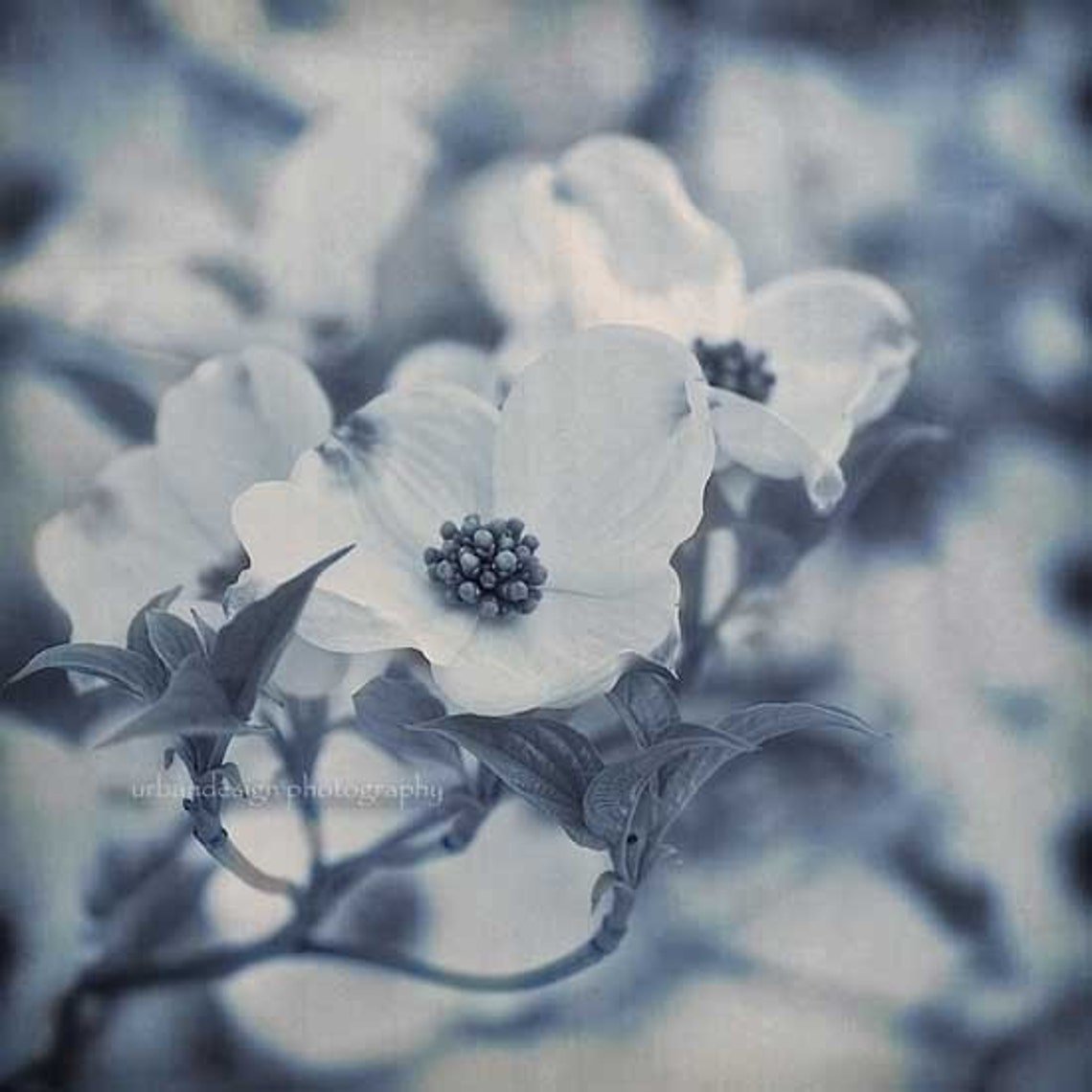 Surprising Blue Dogwood Tree Pictures
