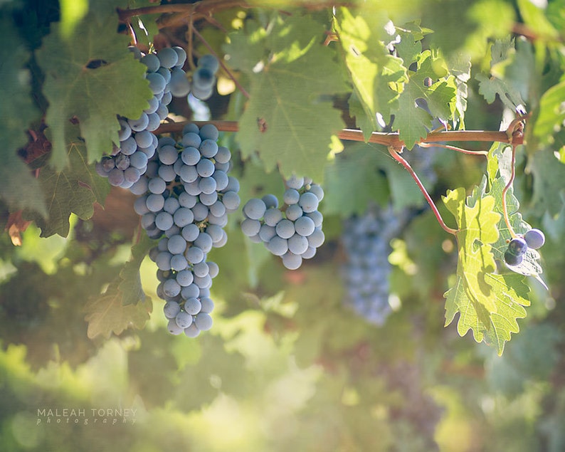 Vineyard Grapes Photography, Wine Art, Wine Decor, Grape Photo, Large ...