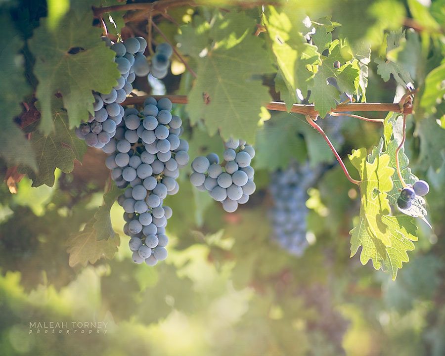 Vineyard Grapes Photography, Wine Art, Wine Decor, Grape Photo, Large ...