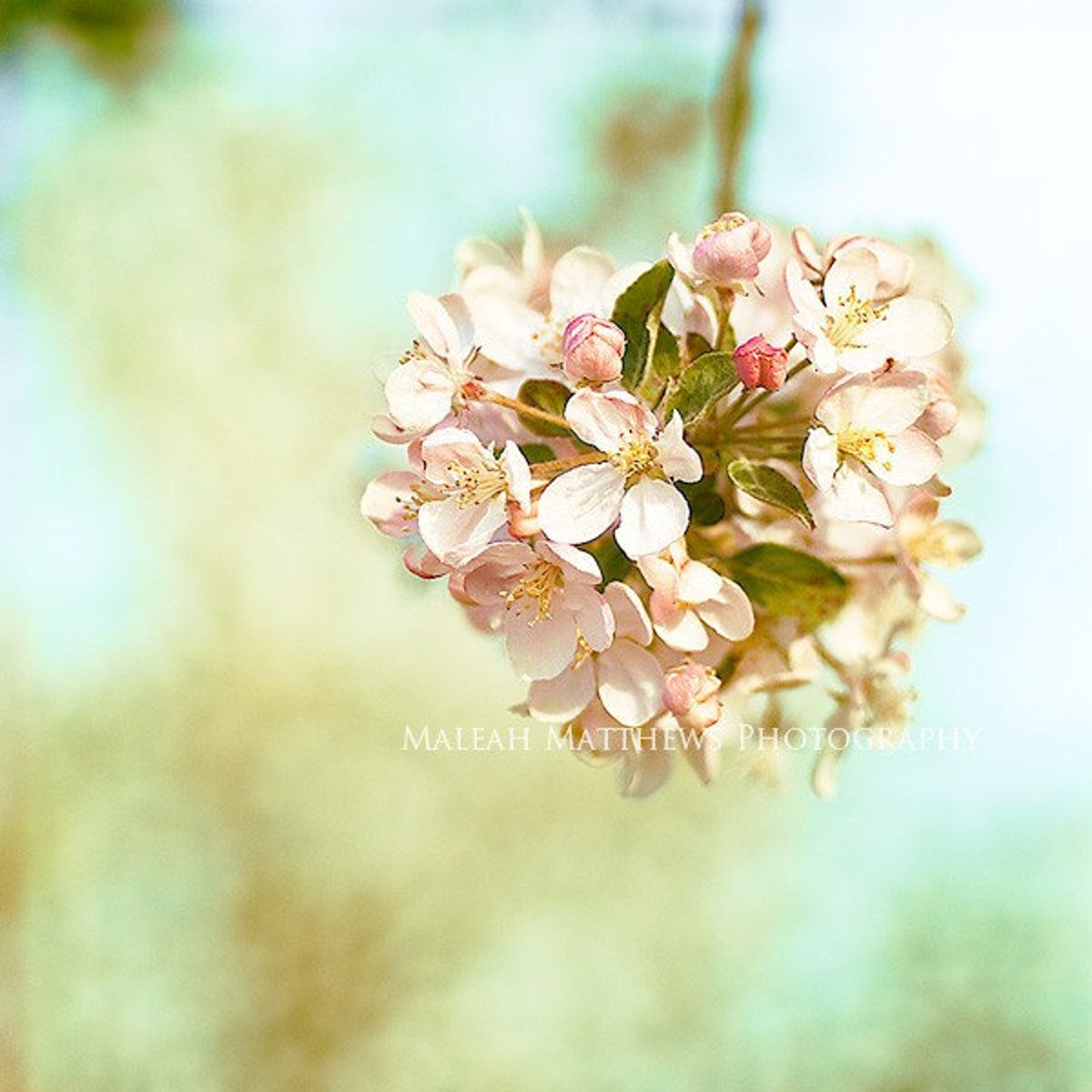 Ball of Flower Blossoms Photograph, Spring Home Decor, Bright Wall Art ...