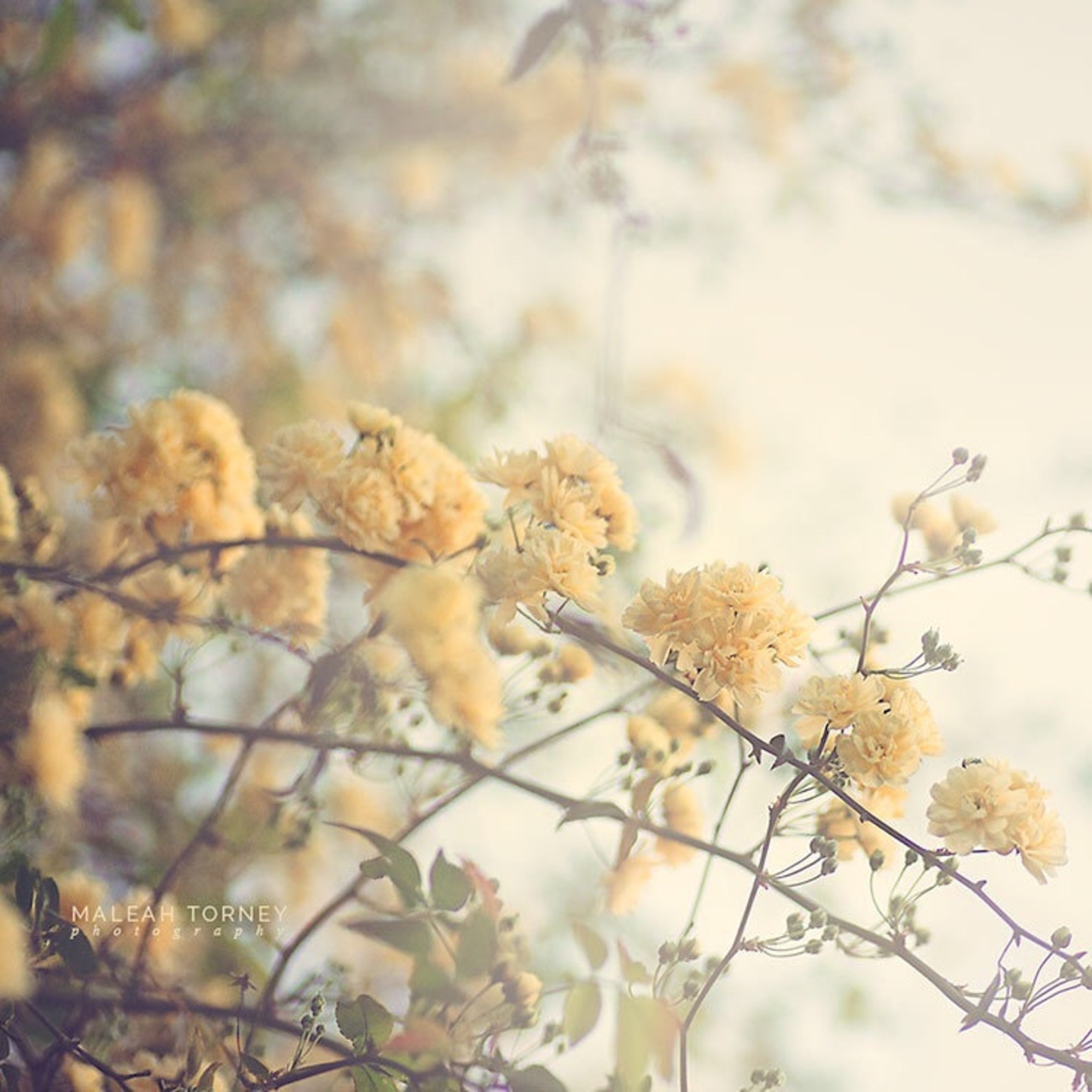 Pastel Yellow Roses, Spring Flowers Photography, Flower Photo, Spring ...