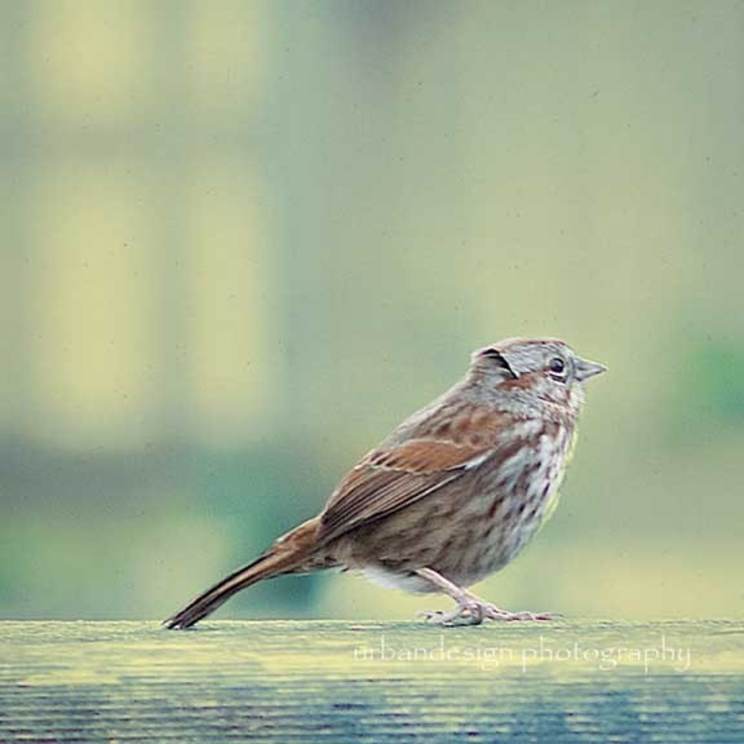 Sparrow Bird Photography, Mint Green & Brown Photo, Baby Nursery Print ...
