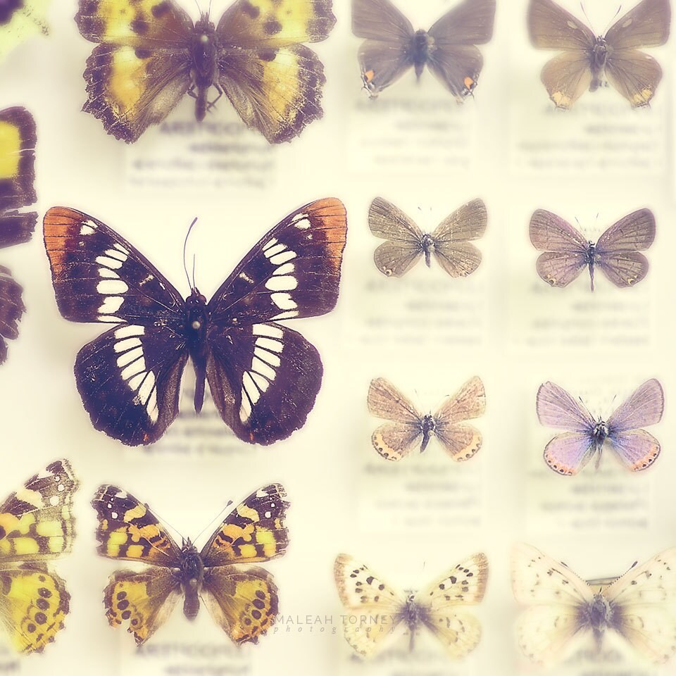 Butterfly Photography Set, Butterfly Art, Girl Nursery Decor, Whimsical ...