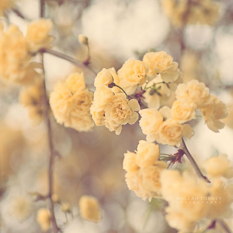 Yellow Flowers Photography, Cottage Chic Decor, Yellow Roses Photo ...