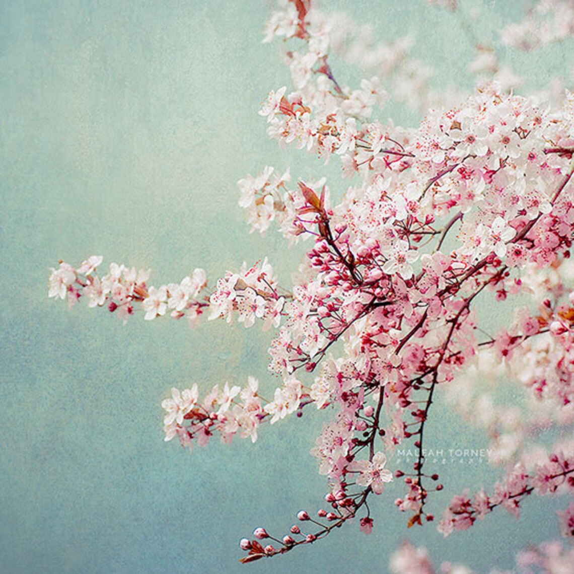 Cherry Blossom Print, Cherry Blossom Tree Picture, Cherry Blossom ...