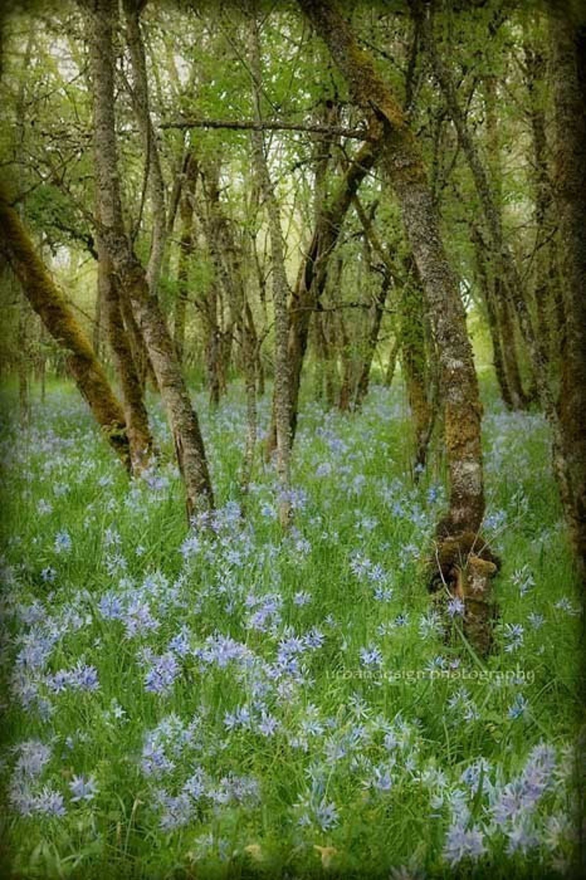Forest Photograph, Lavender Flowers, Enchanted Woodland, Wildflower ...