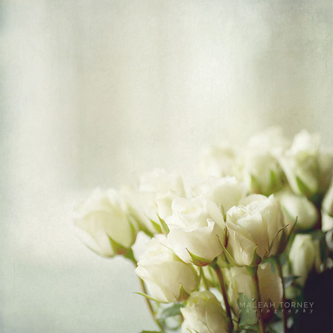 White Roses Photograph, White Rose Bouquet Picture, White Flower ...