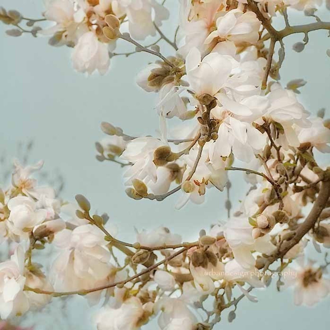 Dreamy Magnolia Flower Photography - Blue and Beige Wall Art Print - Etsy