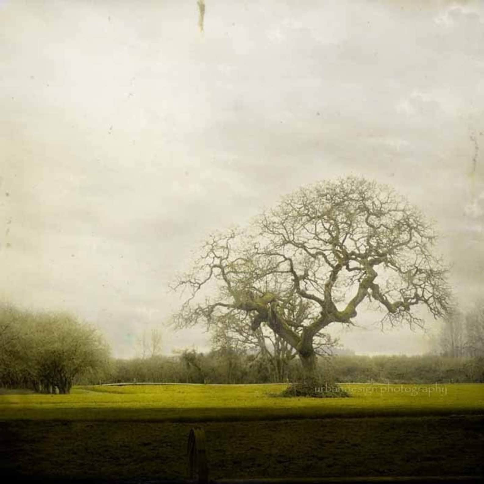 Nature Photo, Oak Tree Photography, Rustic Decor, Minimal Wall Art ...
