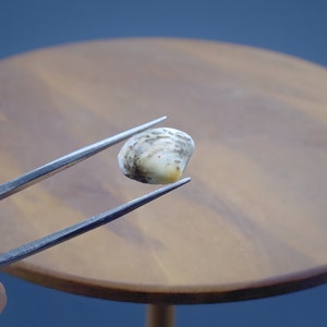 Realistic Miniature Clam - 1/12 Scale Dollhouse Resin Food - Etsy